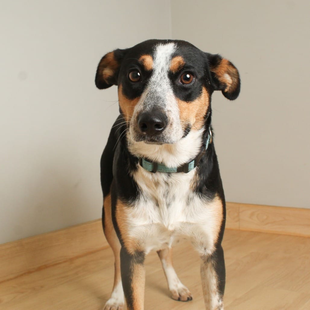 Adopt Daisy Today - Find Paw Pal