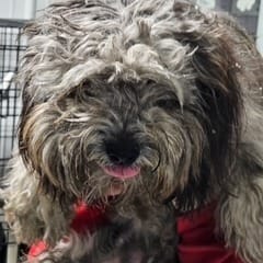Adopt Igor Today - Pets TheCountyOffice