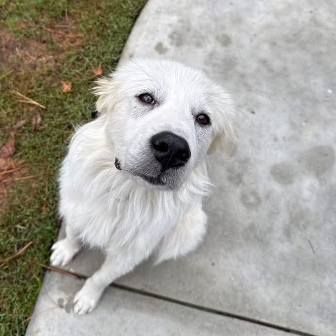 Adopt Rusty William Today - Pets TheCountyOffice