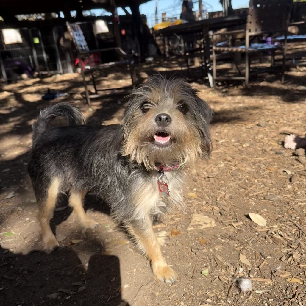 Adopt Georgia (Gigi) Today - Find Paw Pal