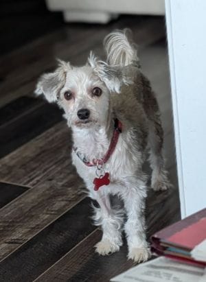 Adopt Dorothy aka Dottie Today - Pets TheCountyOffice