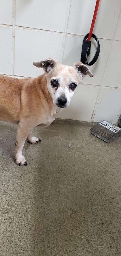 Adopt Lucas Today - Pets TheCountyOffice