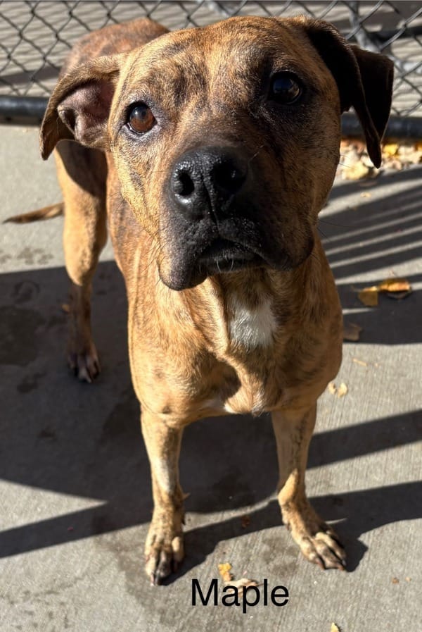 Adopt Maple Today - Pets TheCountyOffice