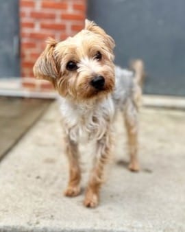 Adopt Little Caesar Today - Pets TheCountyOffice