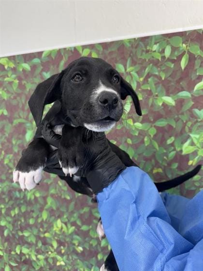 Adopt Jim Jam Today - Pets TheCountyOffice