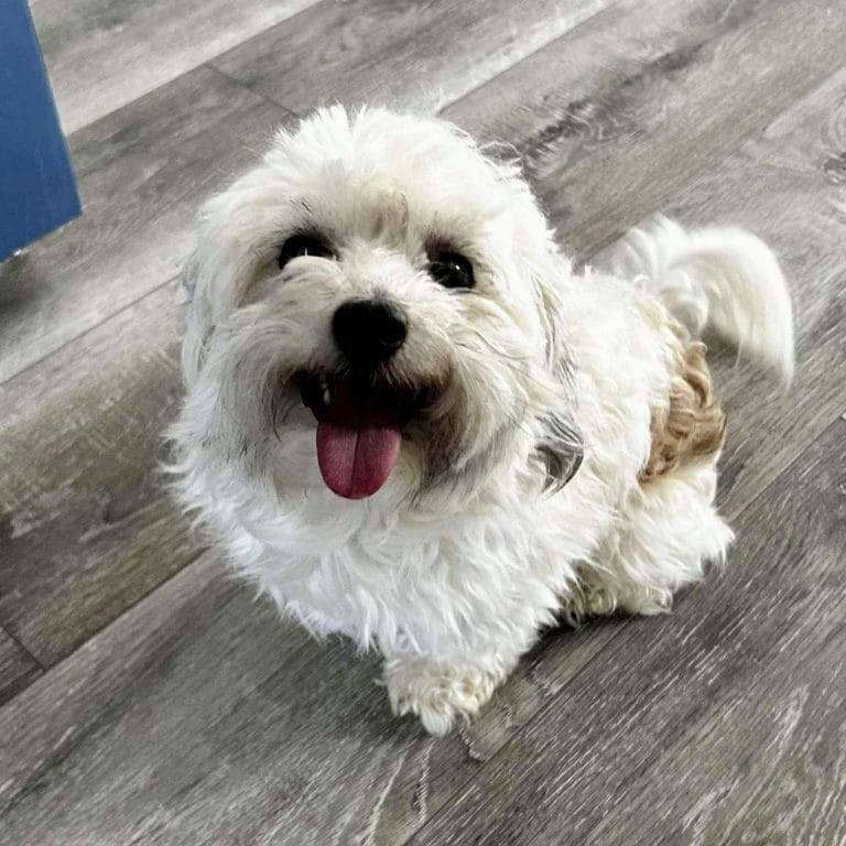 Adopt Pinto Today - Find Paw Pal