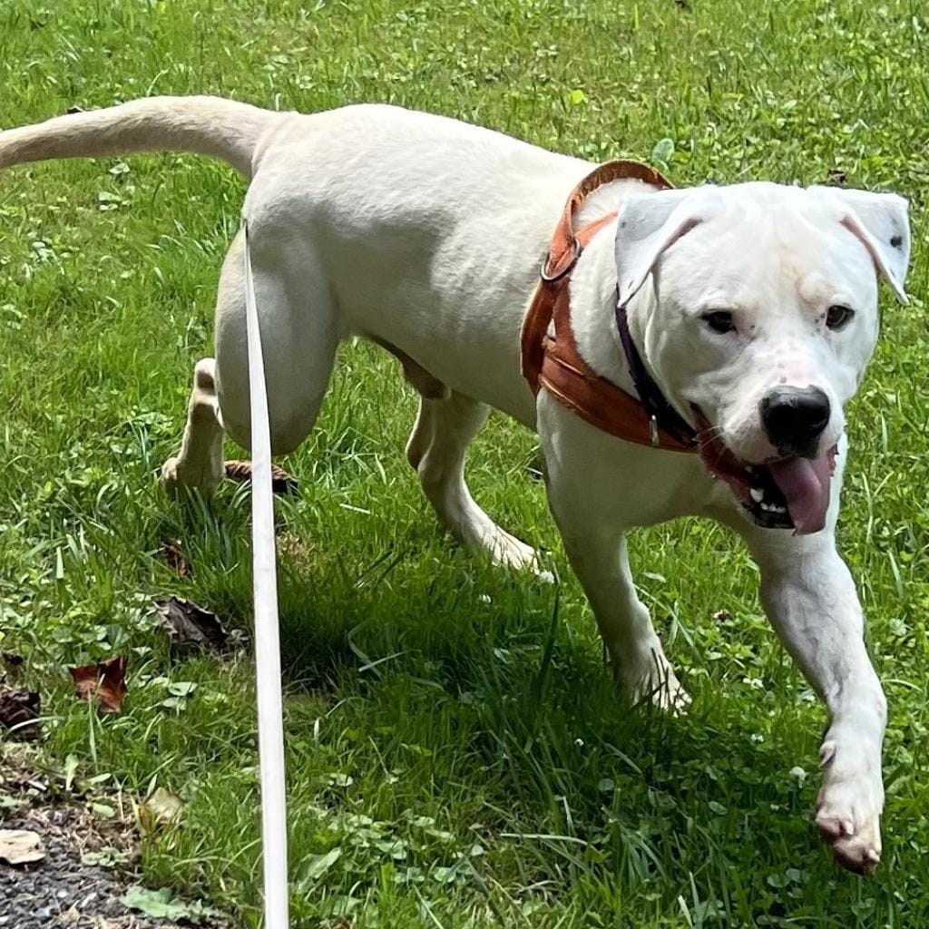 Adopt Adolpho Today - Pets TheCountyOffice