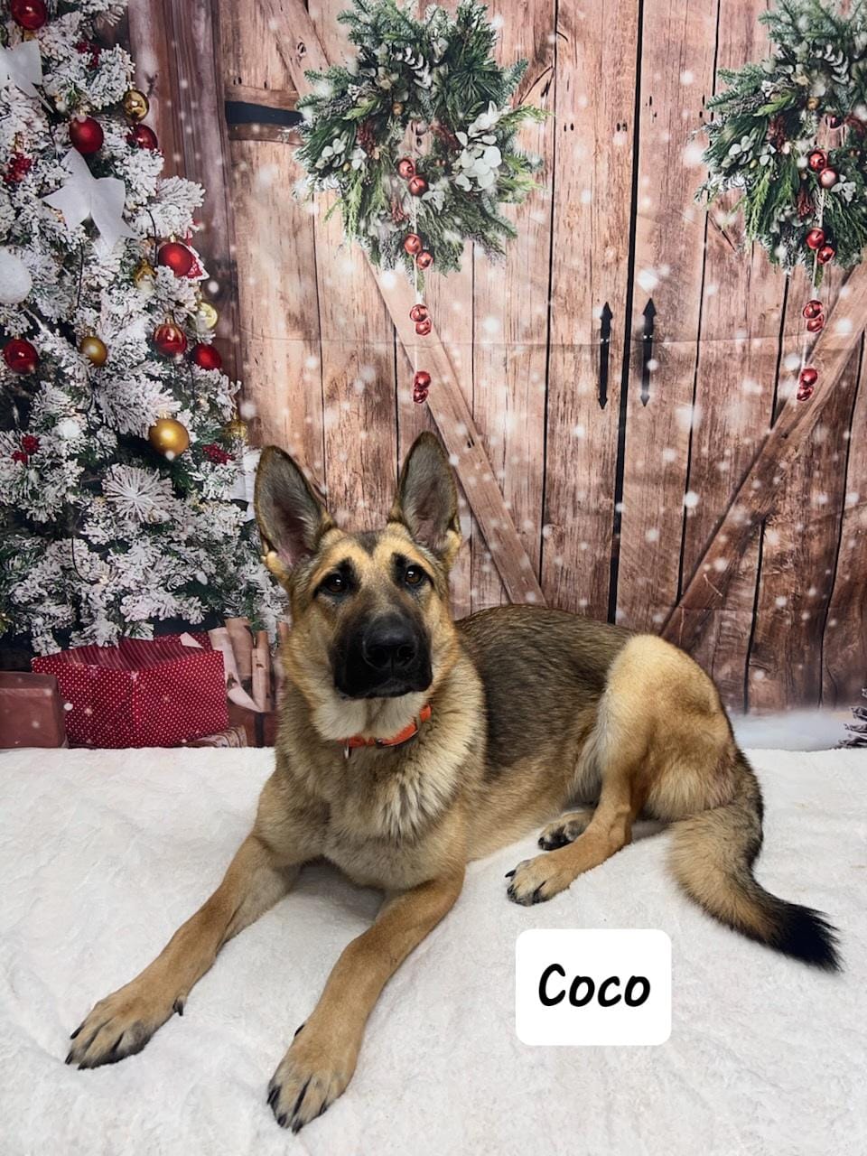 Adopt Coco Today - Find Paw Pal