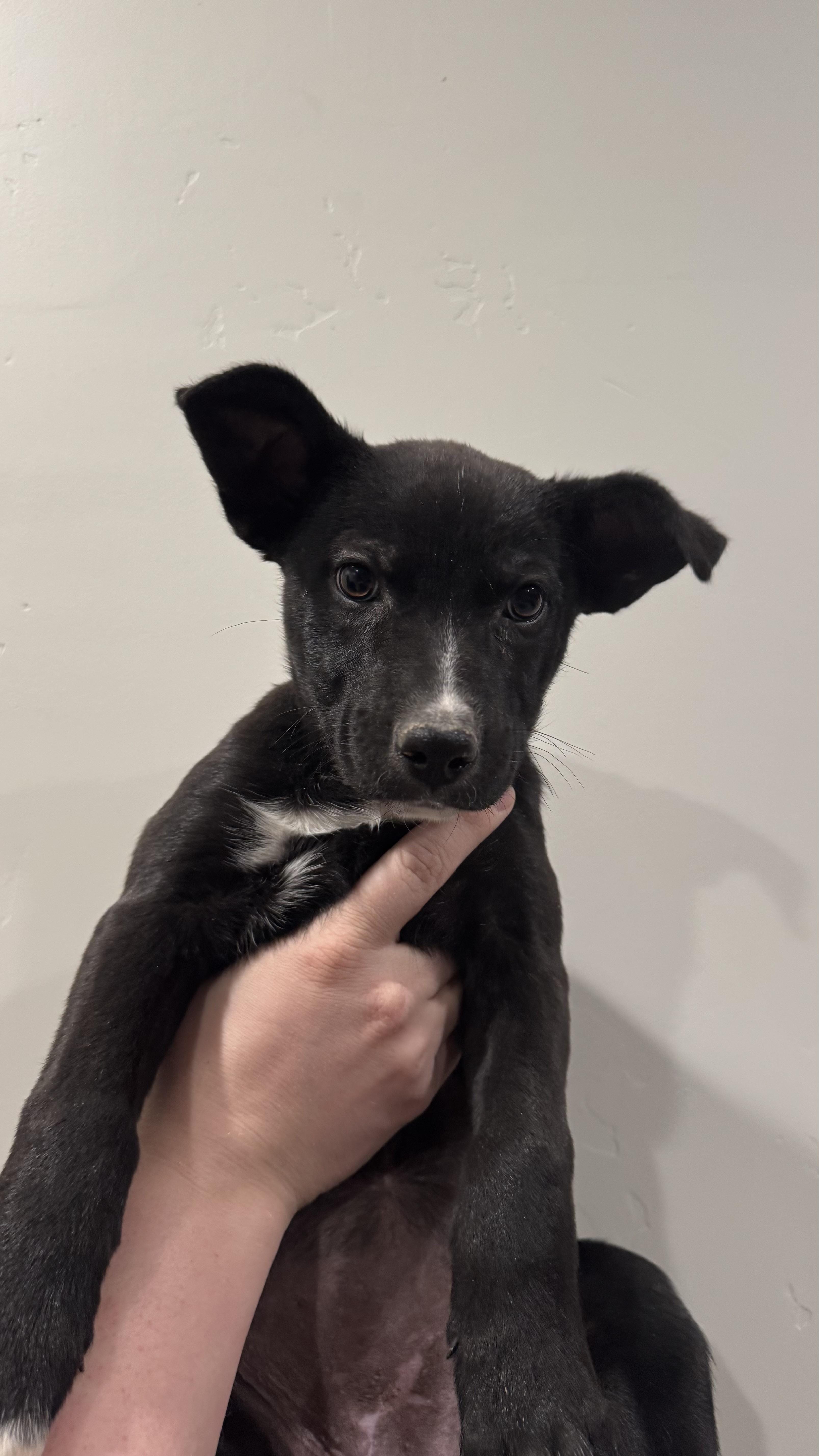 Adopt Maizy Today - Find Paw Pal