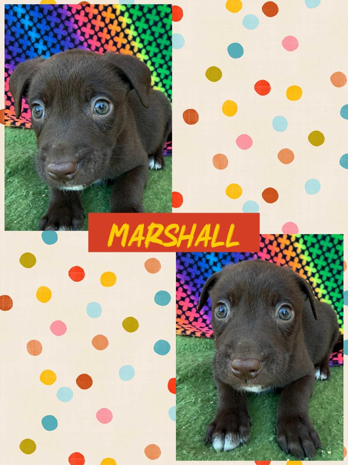Adopt Marshall Today - Find Paw Pal