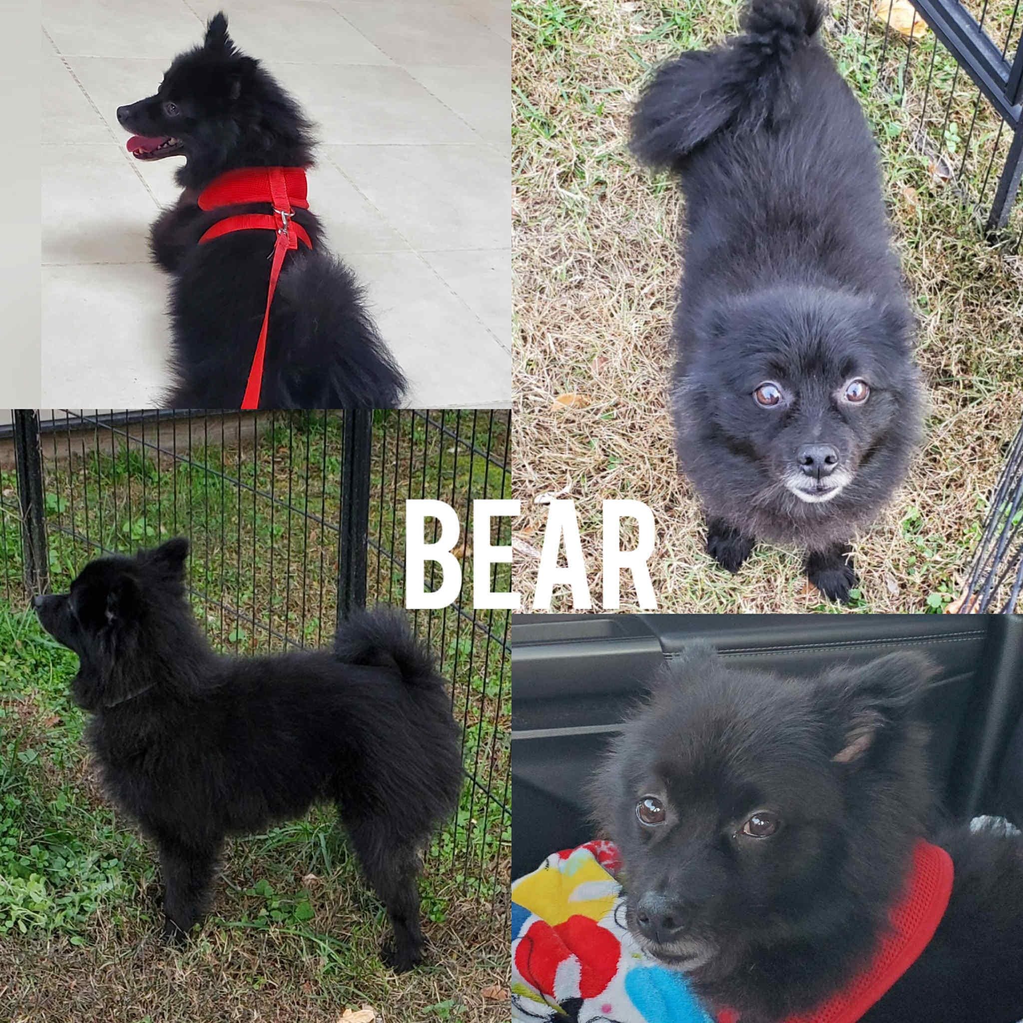 Adopt Bear Today - Find Paw Pal