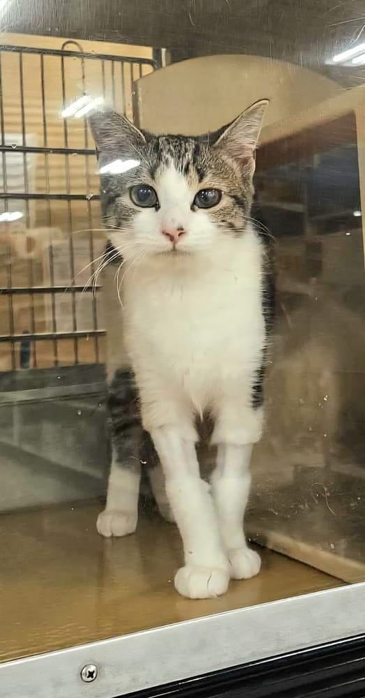 Adopt Sweet Pea Today - Find Paw Pal
