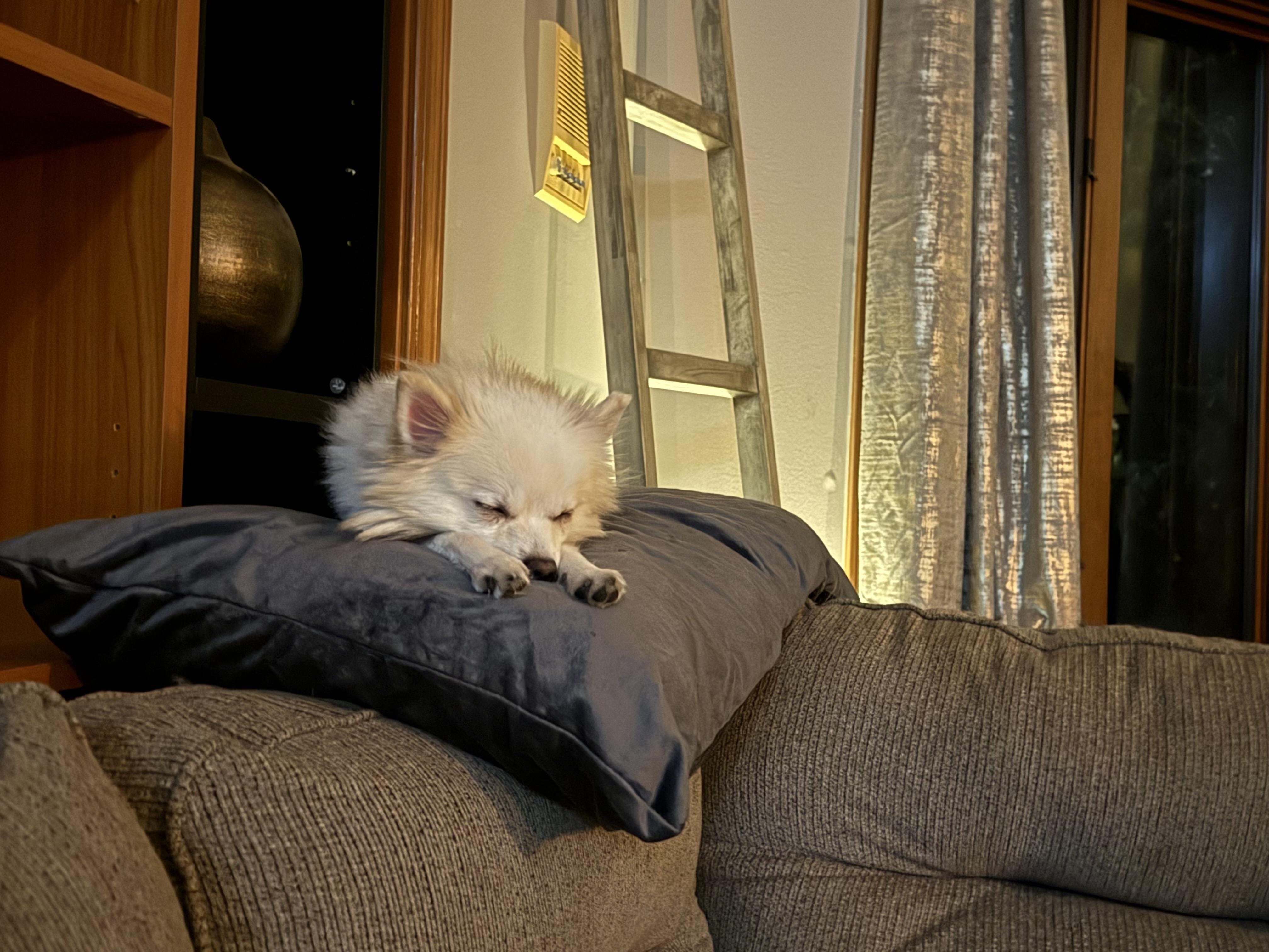 Adopt Little Guido Today - Find Paw Pal