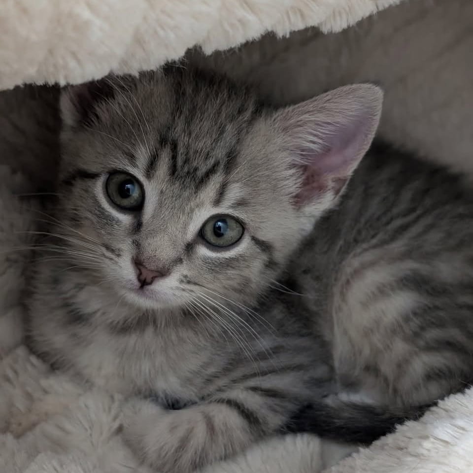 Adopt Russo Today - Find Paw Pal