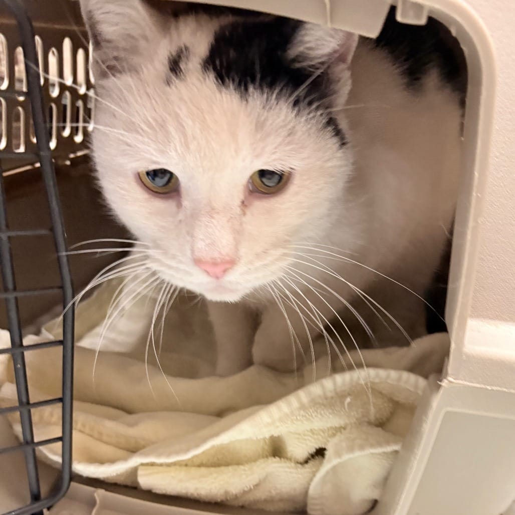 Adopt Dustin Today - Find Paw Pal