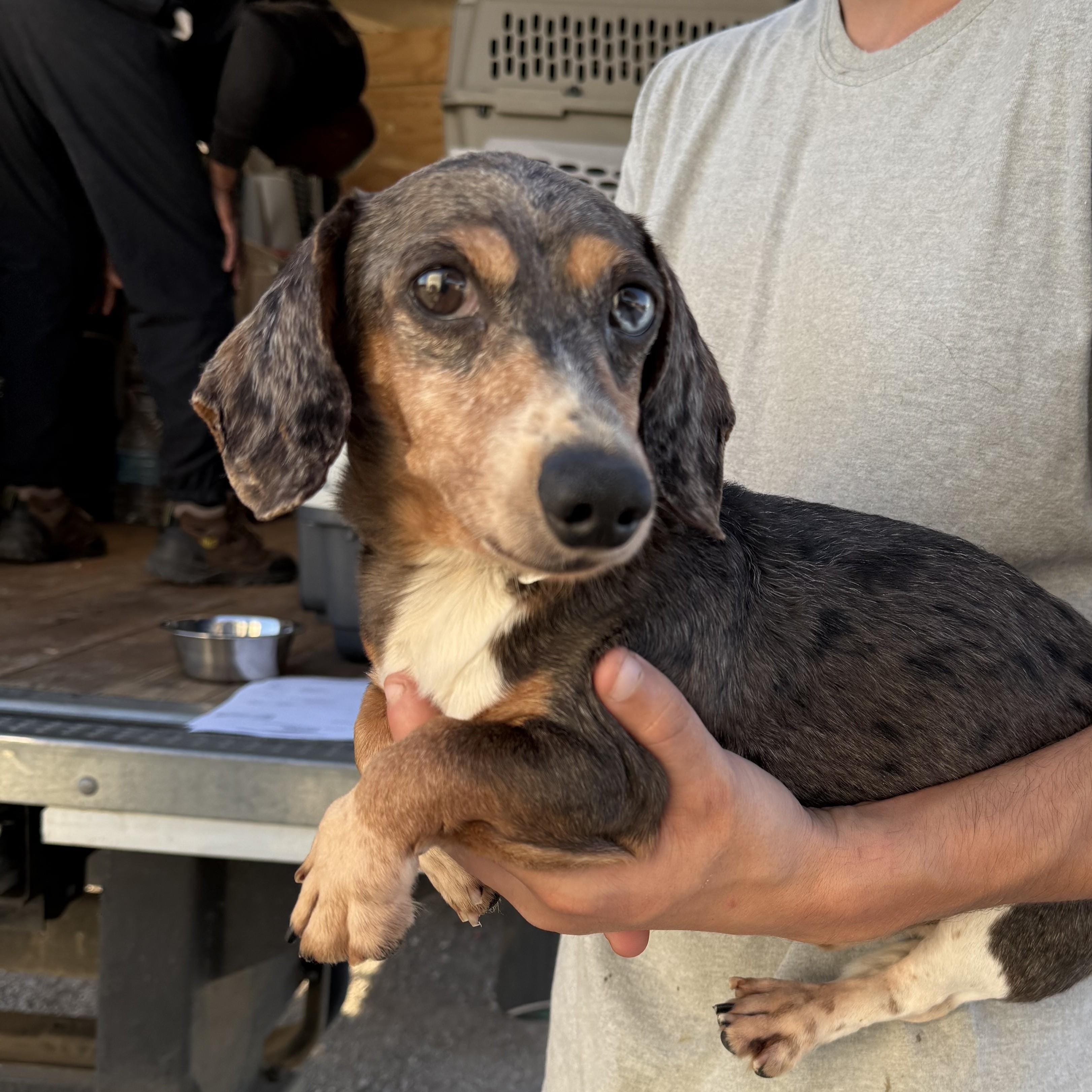 Adopt Marvin Today - Find Paw Pal