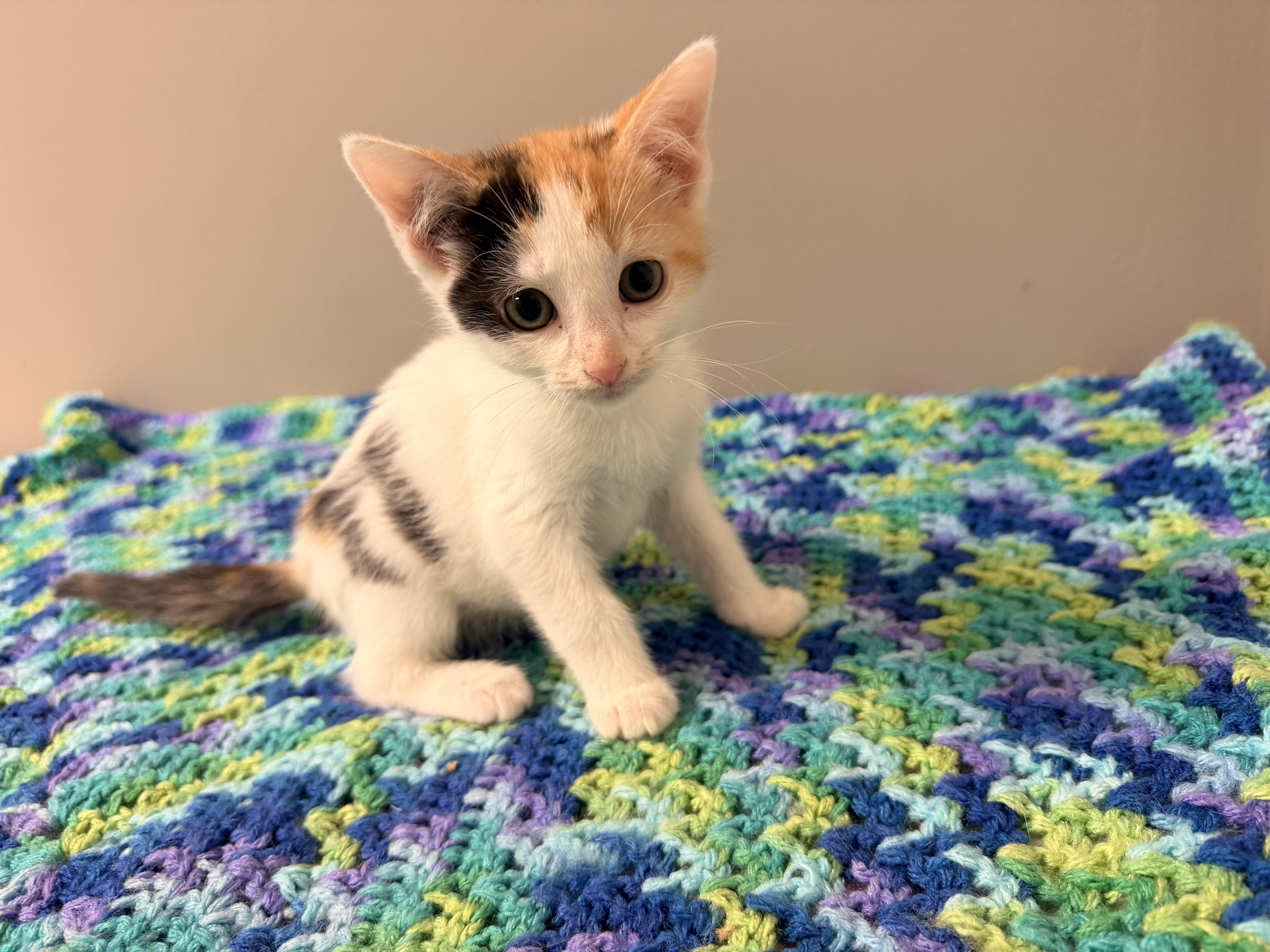 Adopt Buttercup Today - Find Paw Pal