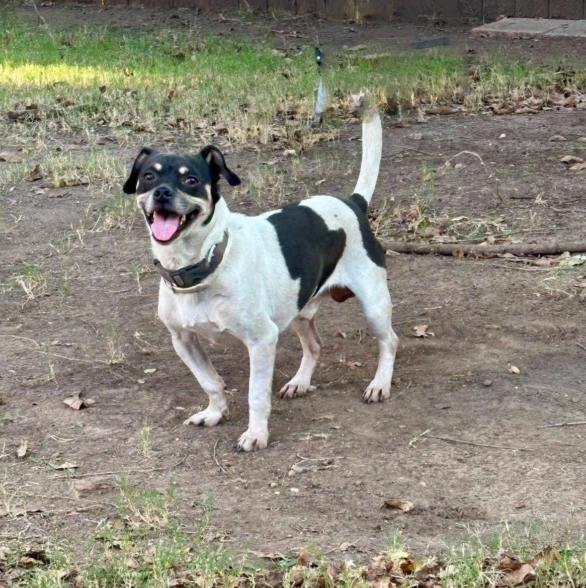 Adopt Buddy Today - Pets TheCountyOffice