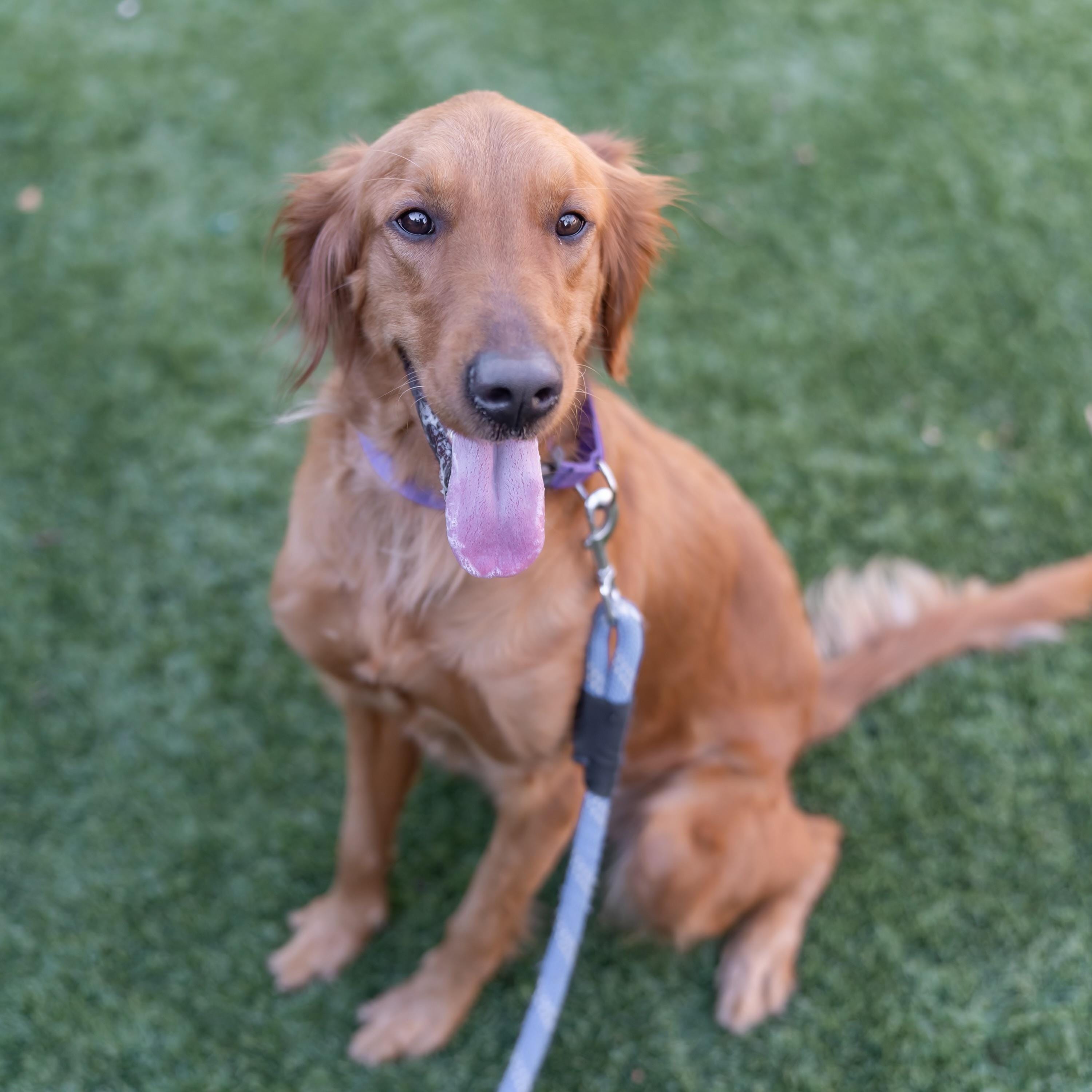Adopt MOLLY Today - Find Paw Pal