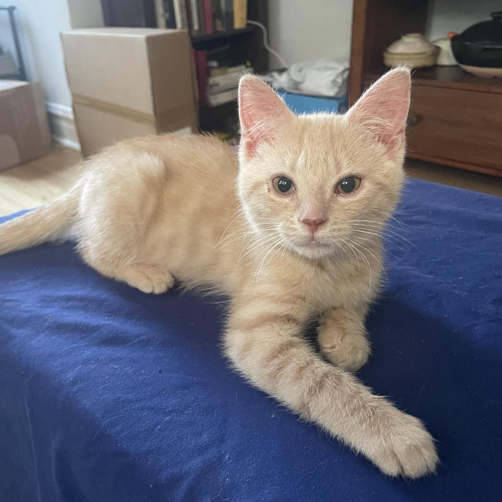 Adopt Sylvester Today - Find Paw Pal