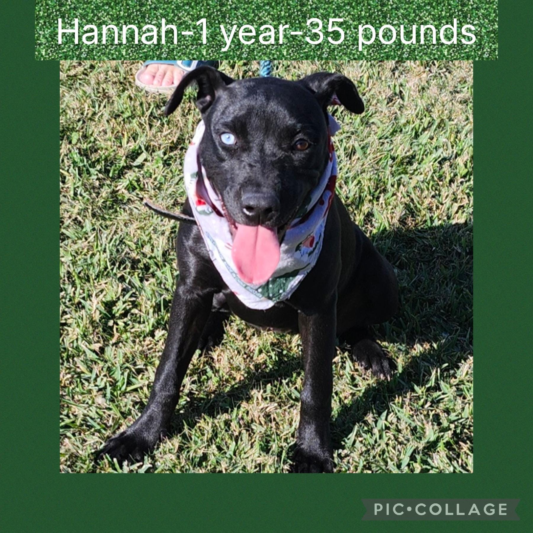 Adopt Hannah Today - Pets TheCountyOffice