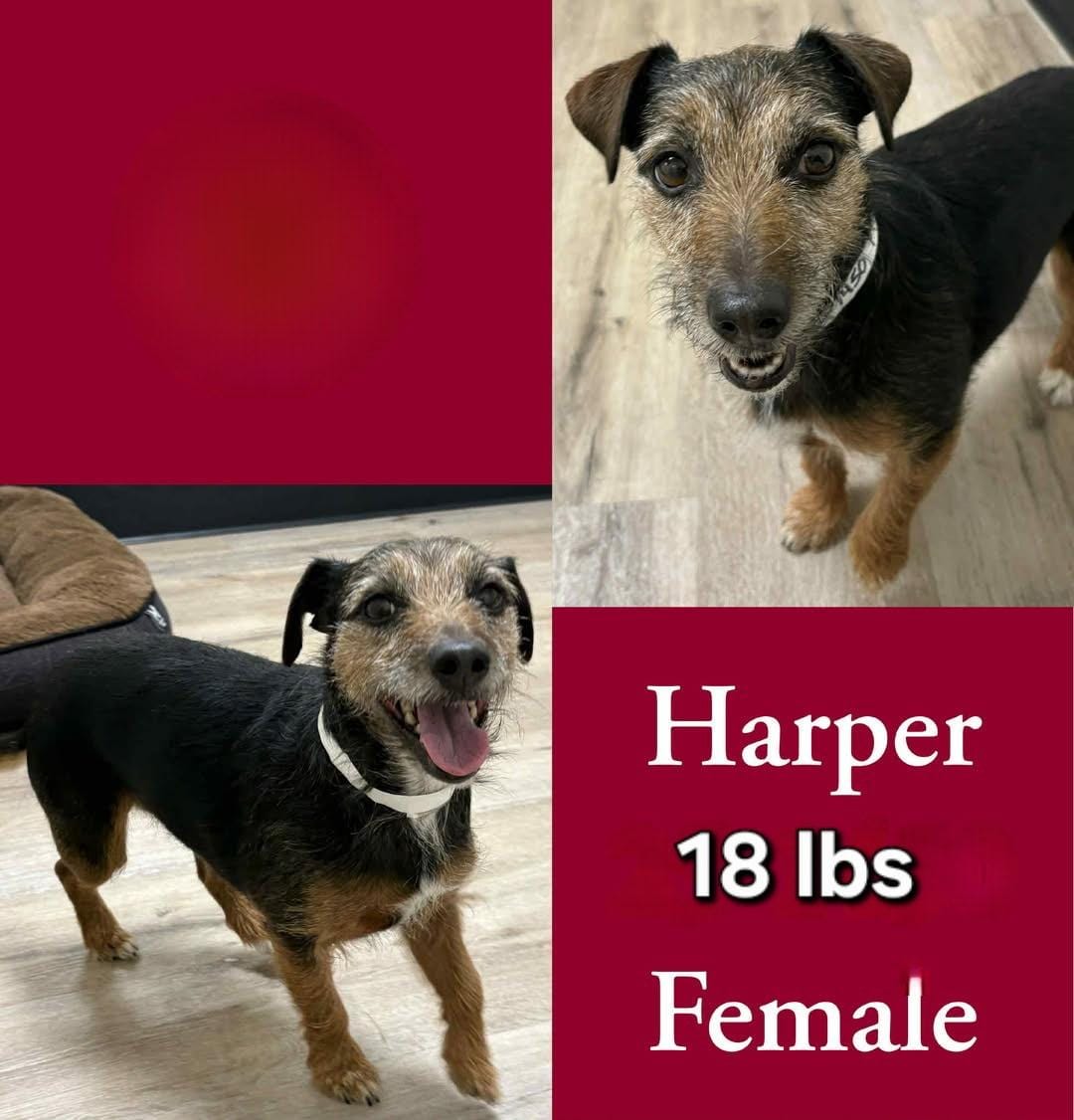 Adopt Harper Today - Find Paw Pal