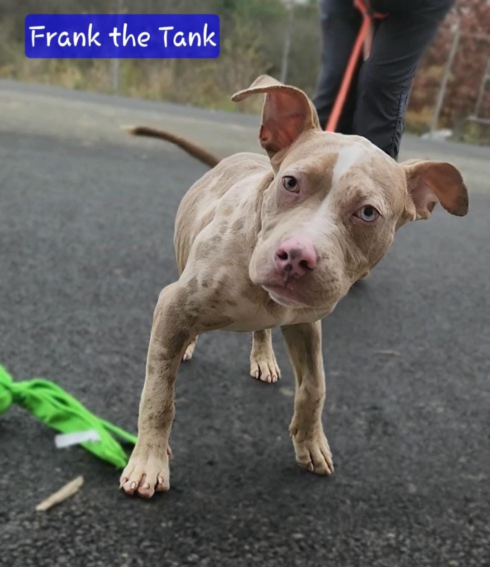 Adopt FRANK the TANK ~ PUPPY! Today - Find Paw Pal