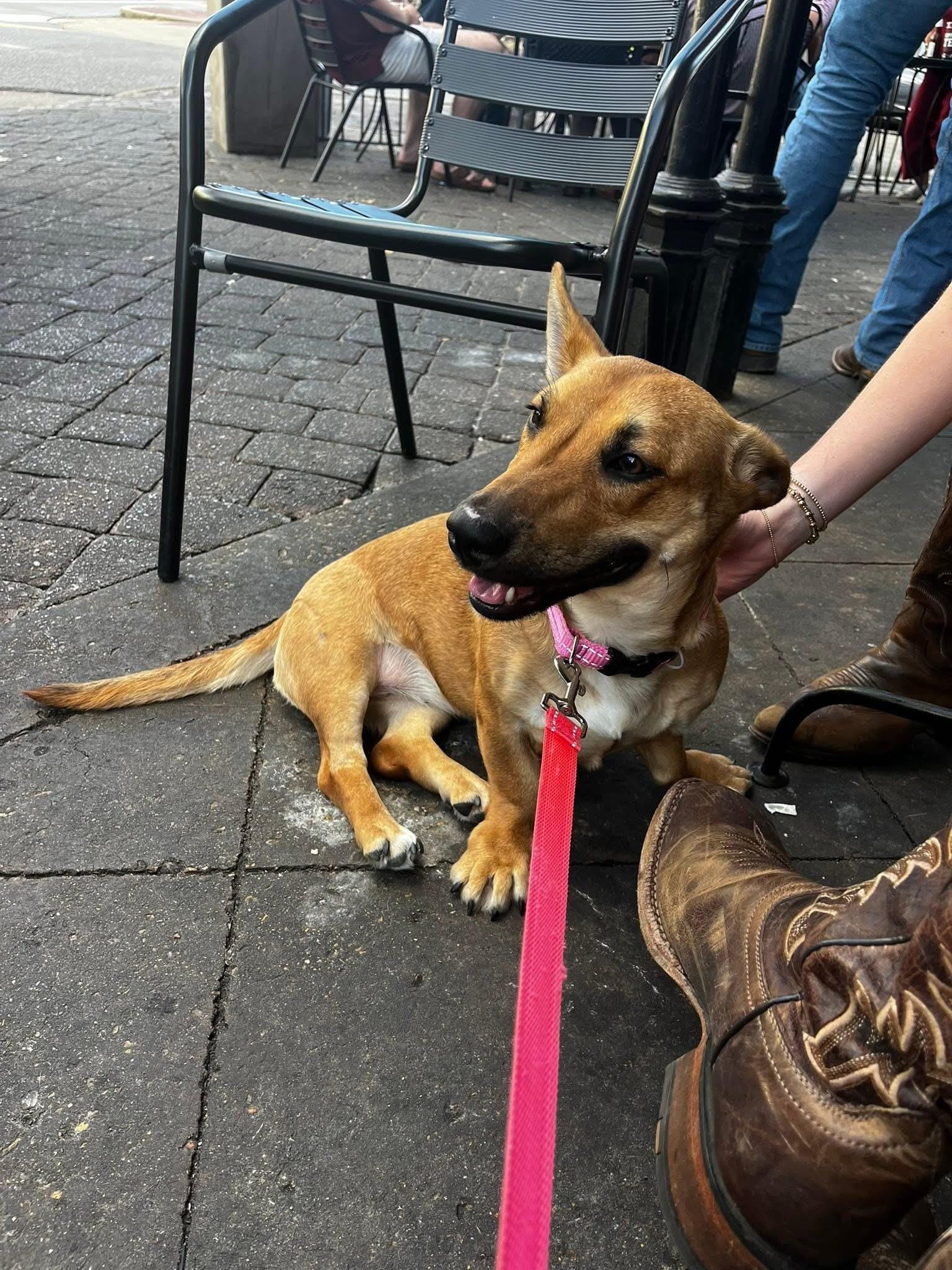 Adopt Foster TILLY BEAN! Today - Find Paw Pal