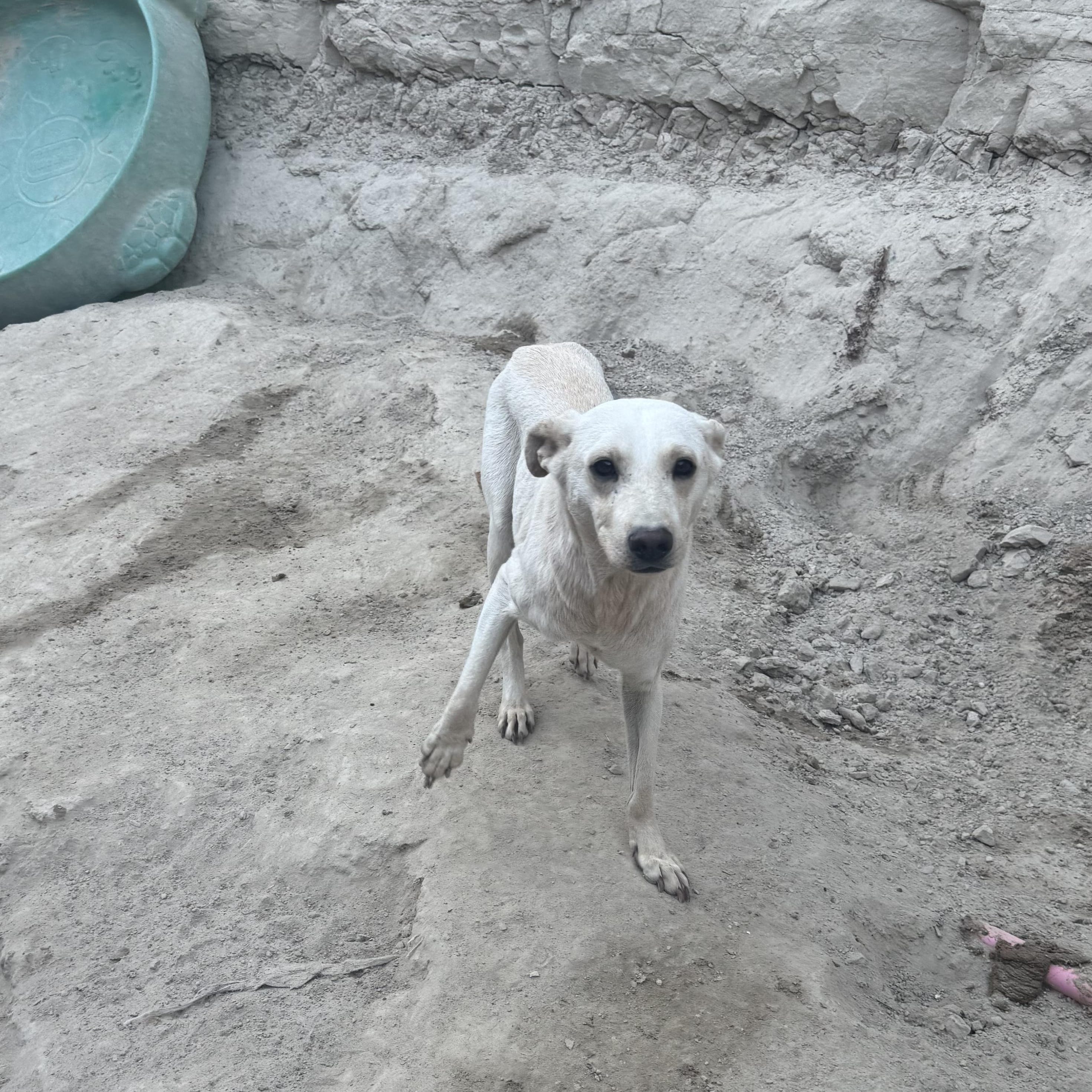 Adopt Guero Today - Pets TheCountyOffice