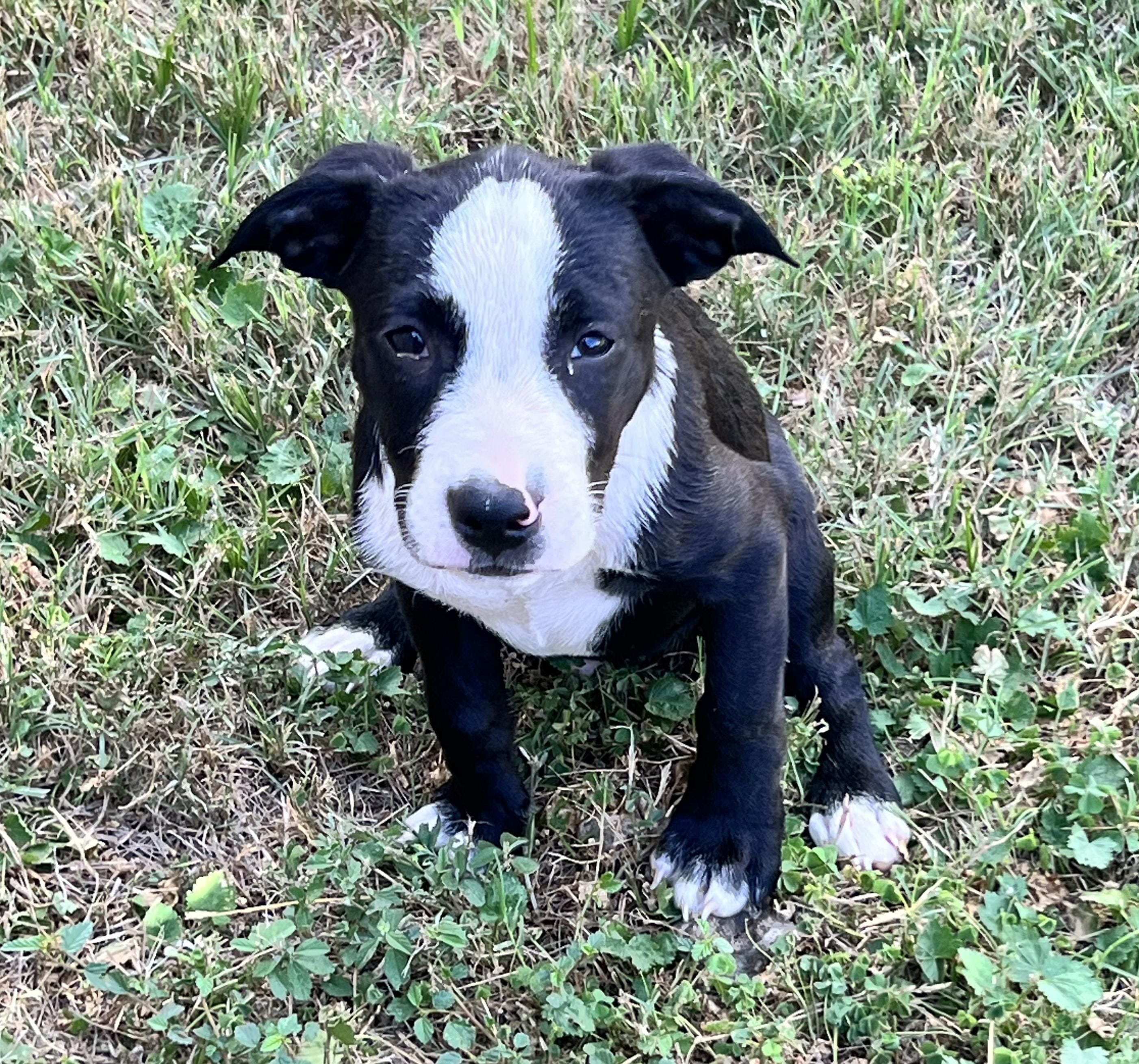 Adopt Musketeer Today - Find Paw Pal