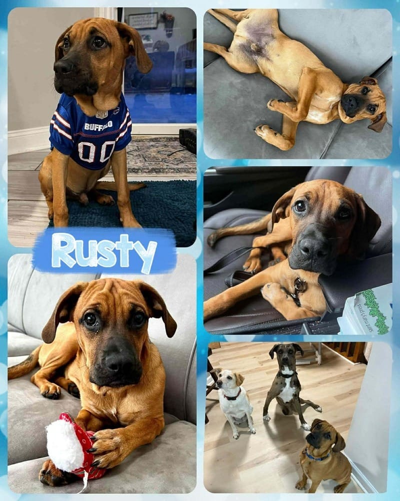 Adopt Rusty Today - Find Paw Pal