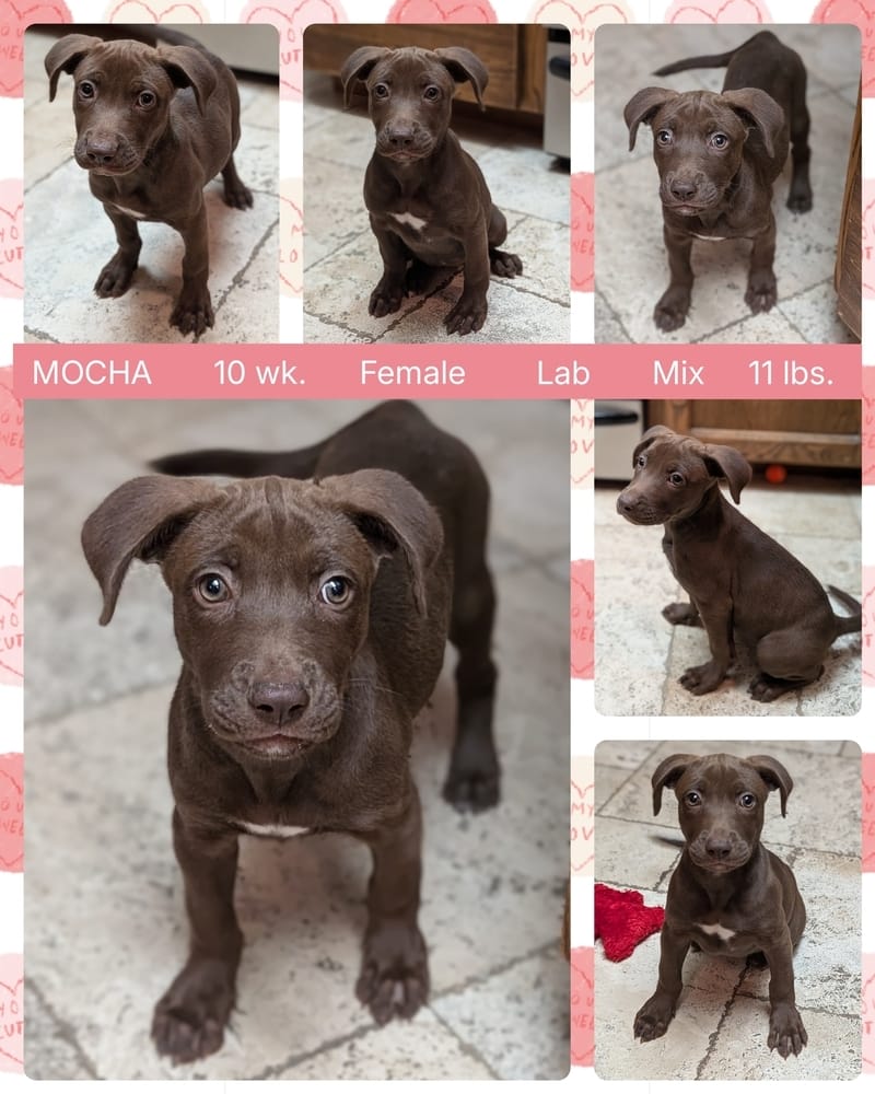 Adopt MOCHA Today - Find Paw Pal