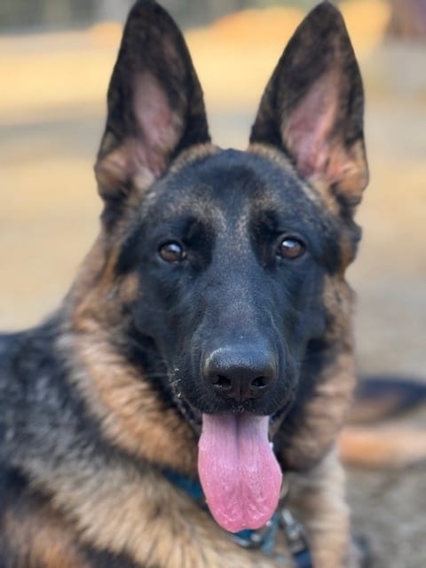 Adopt Mia Today - Pets TheCountyOffice