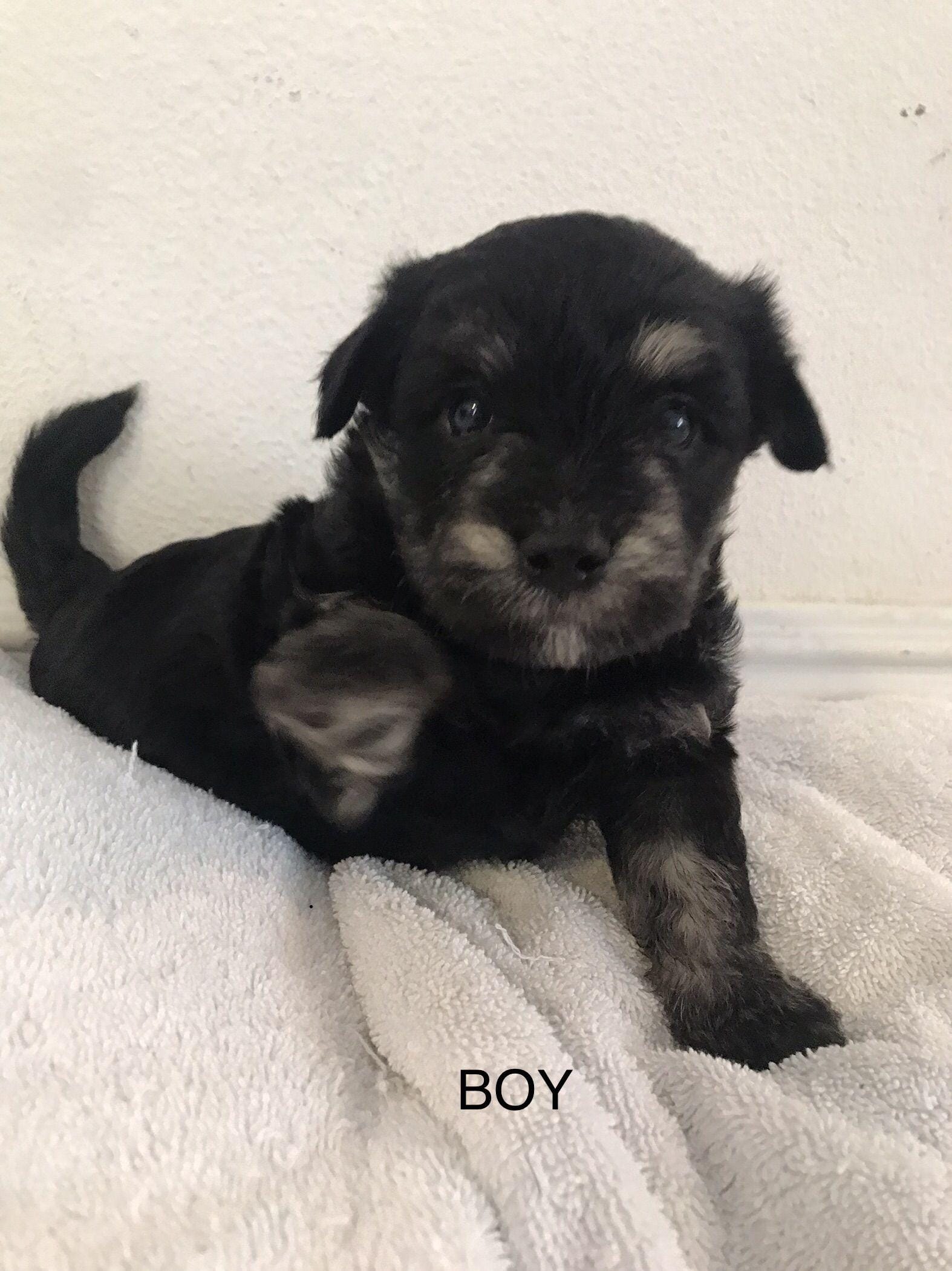 Adopt Rocky Road - Maltese puppy Today - Find Paw Pal