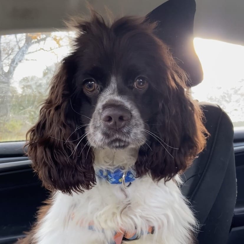 Adopt Kozmo Today - Find Paw Pal