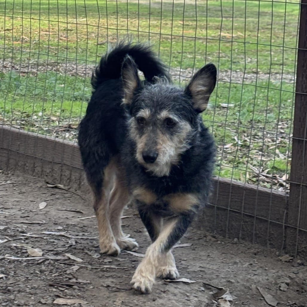 Adopt Gondo Today - Find Paw Pal