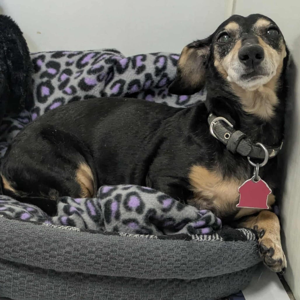 Adopt Daisy PR 3 Today - Find Paw Pal