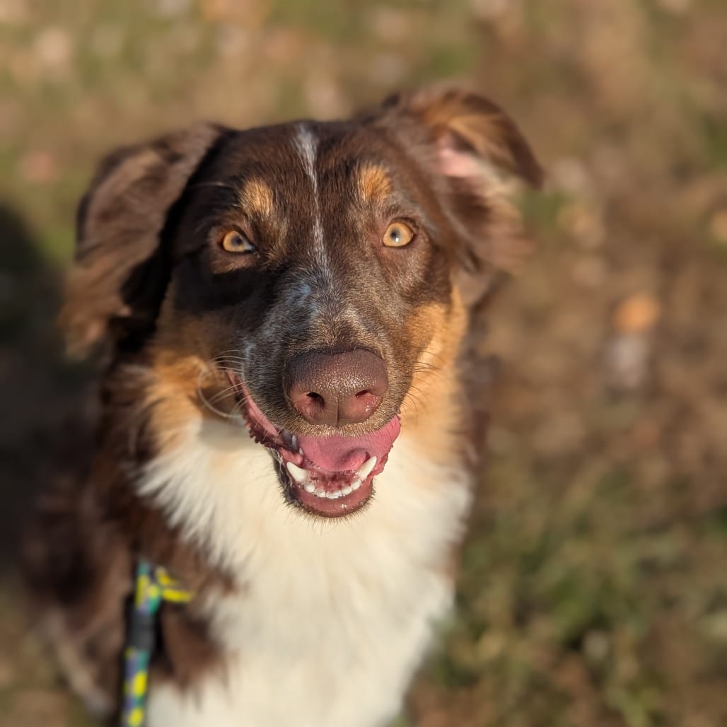 Adopt Coco Today - Pets TheCountyOffice