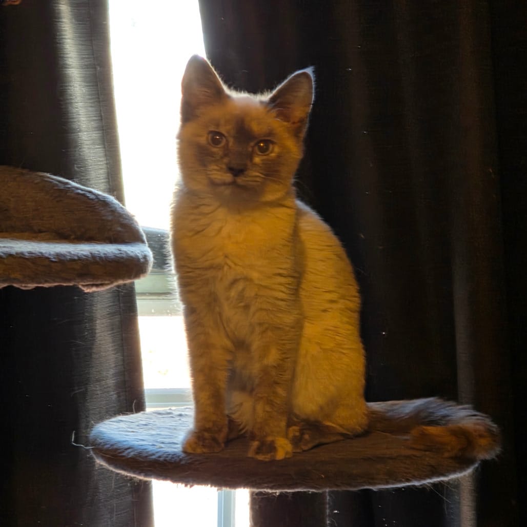 Adopt 1025-141 Slinky Today - Find Paw Pal
