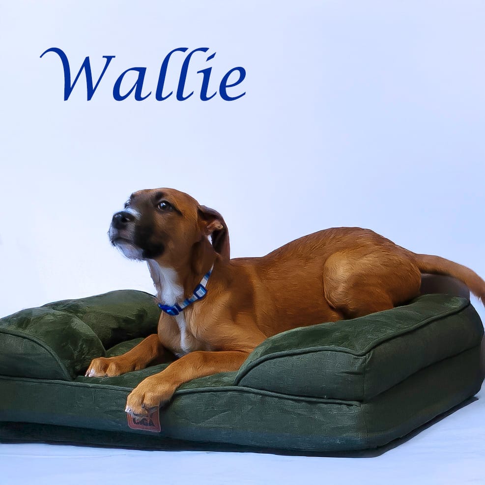 Adopt Wallie D25-197 Today - Pets TheCountyOffice