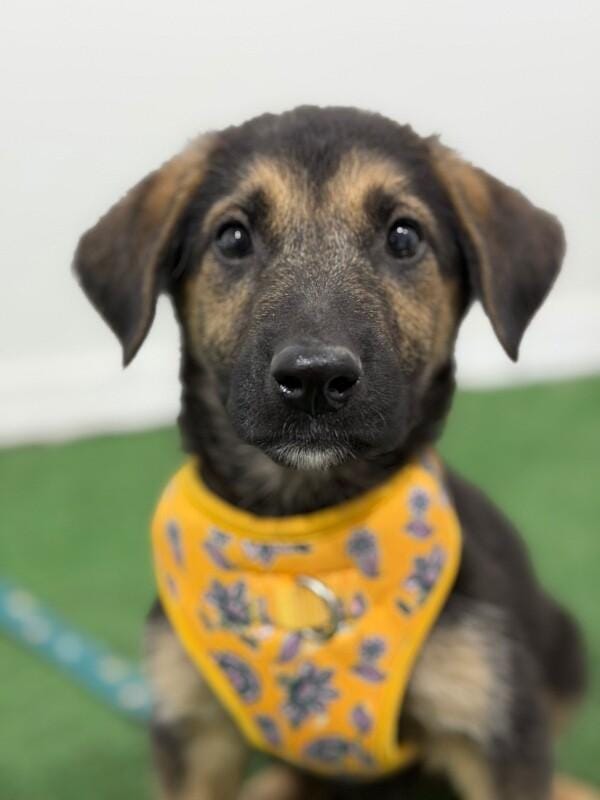 Adopt Fifi Today - Pets TheCountyOffice