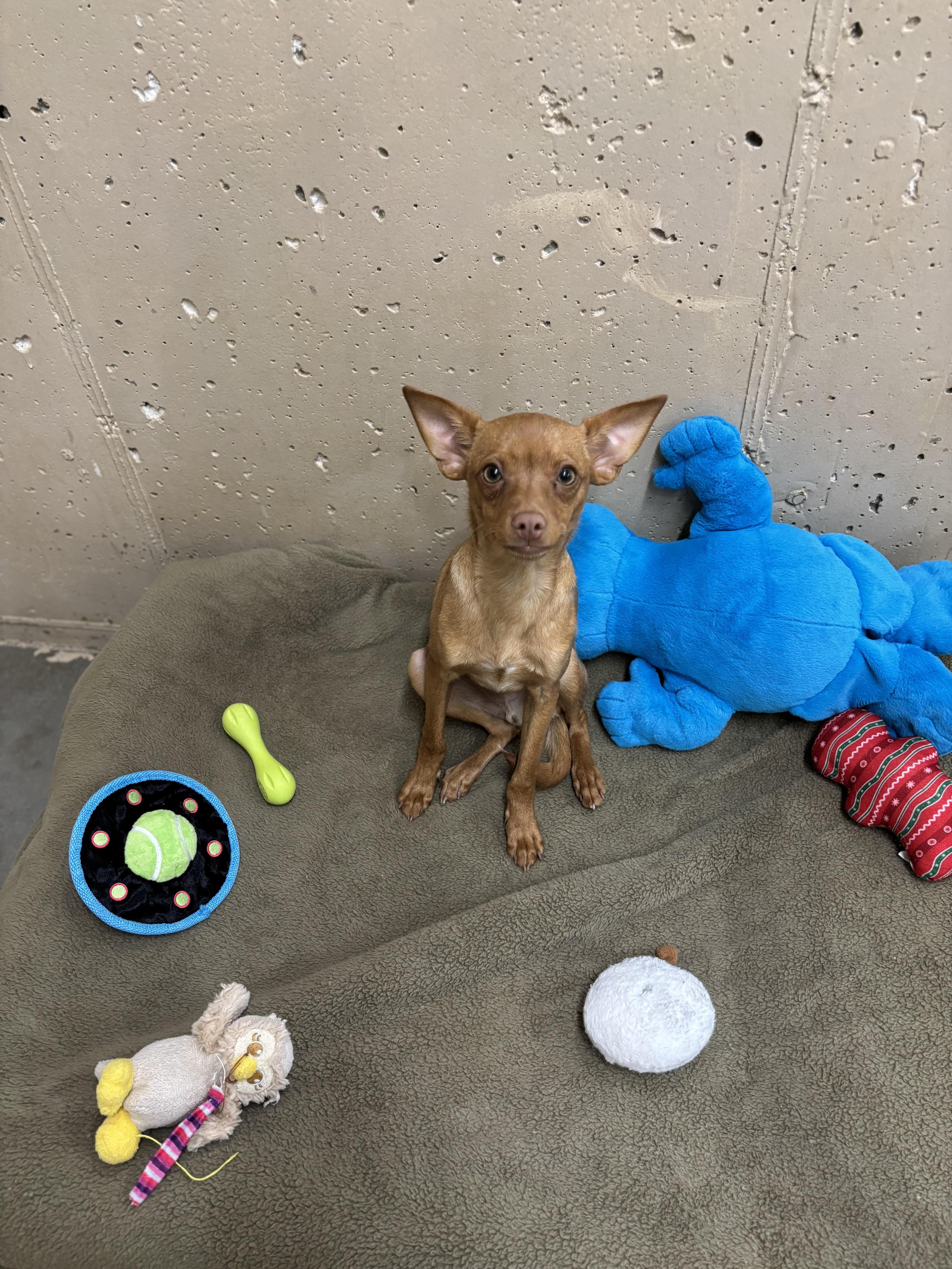 Adopt Sprout Today - Pets TheCountyOffice