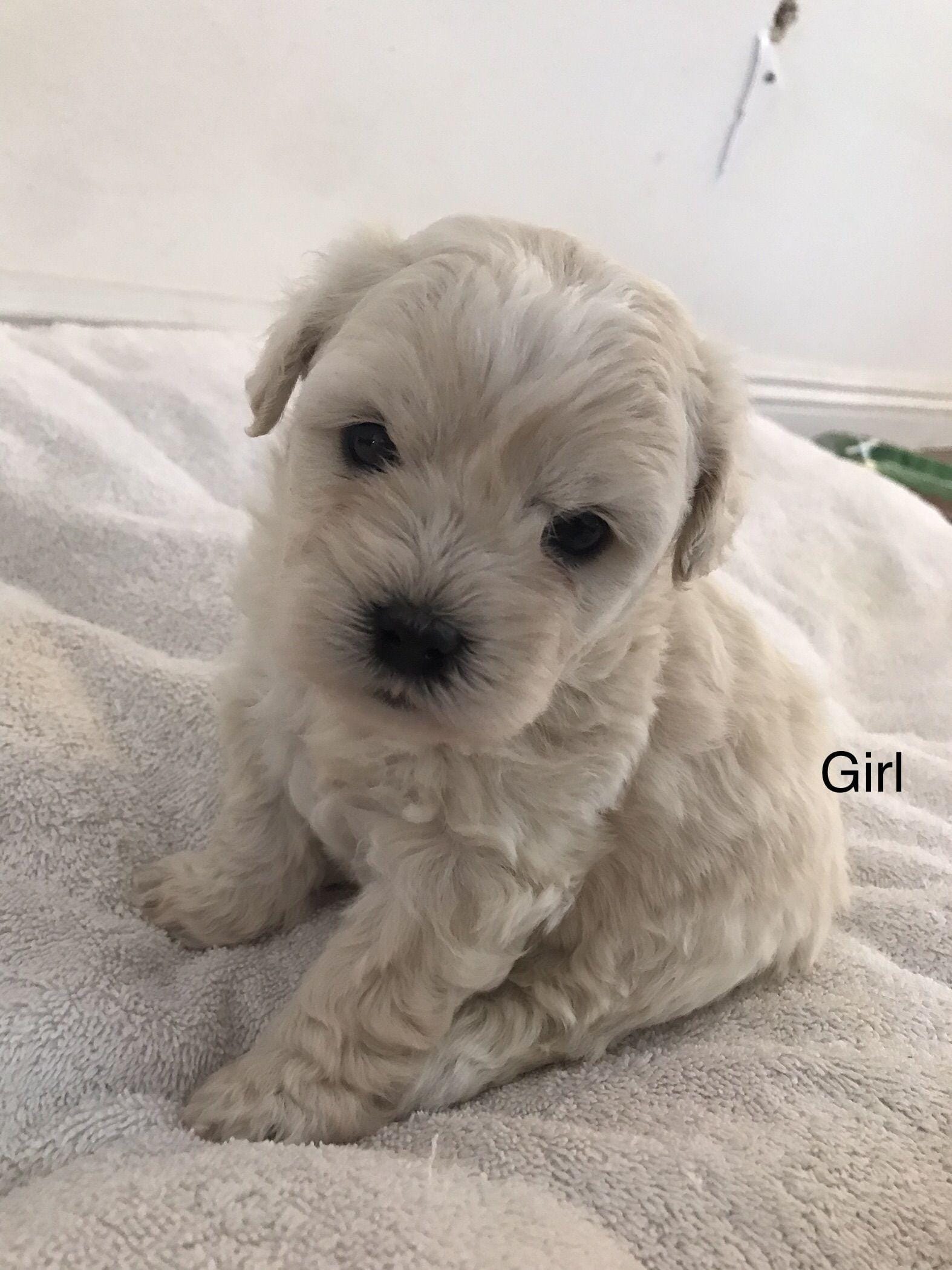Adopt coconut Maltese mix Today - Pets TheCountyOffice