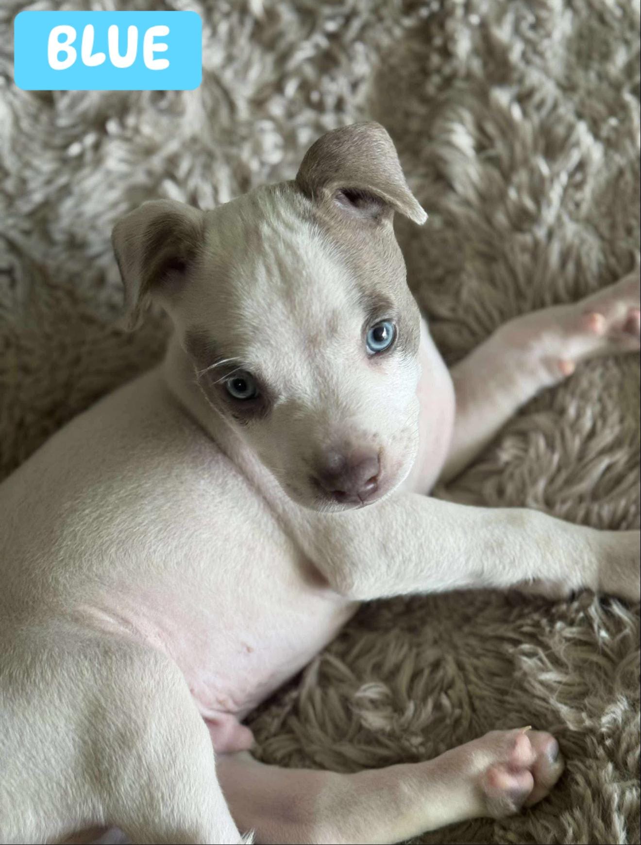Adopt Blue Today - Pets TheCountyOffice