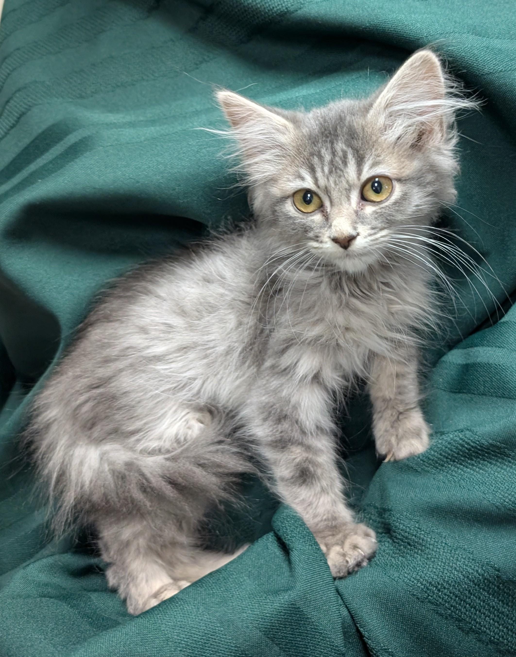 Adopt Amelia Today - Pets TheCountyOffice