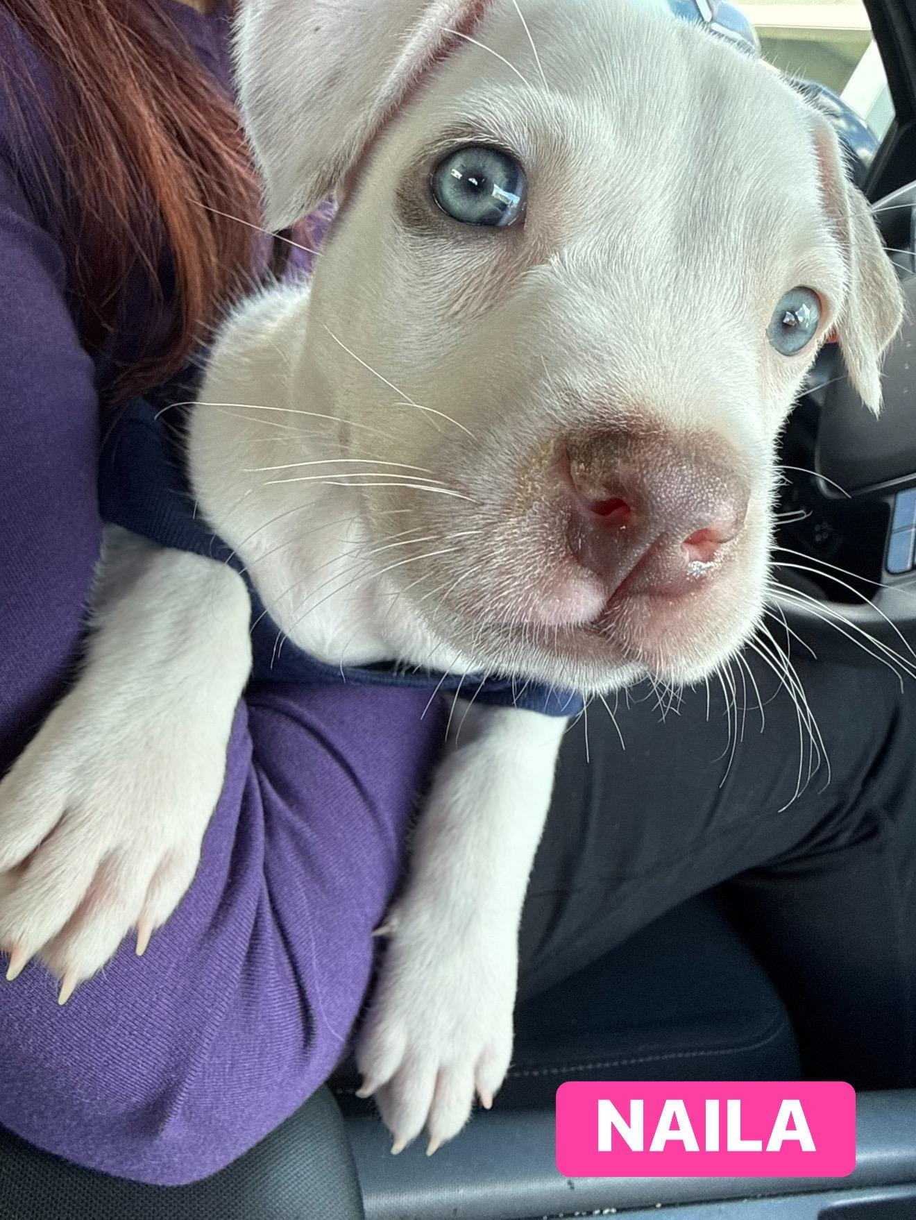 Adopt Nalia Today - Pets TheCountyOffice