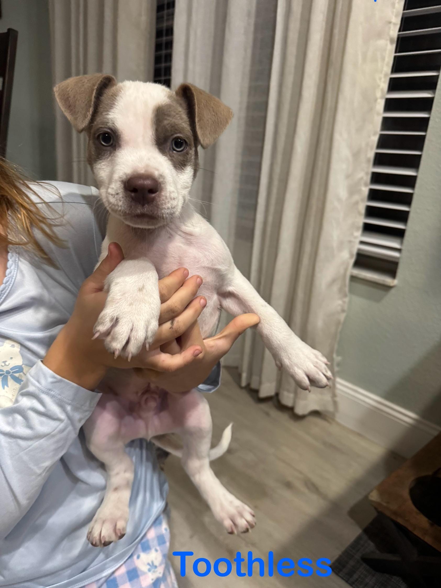 Adopt Toothless Today - Pets TheCountyOffice