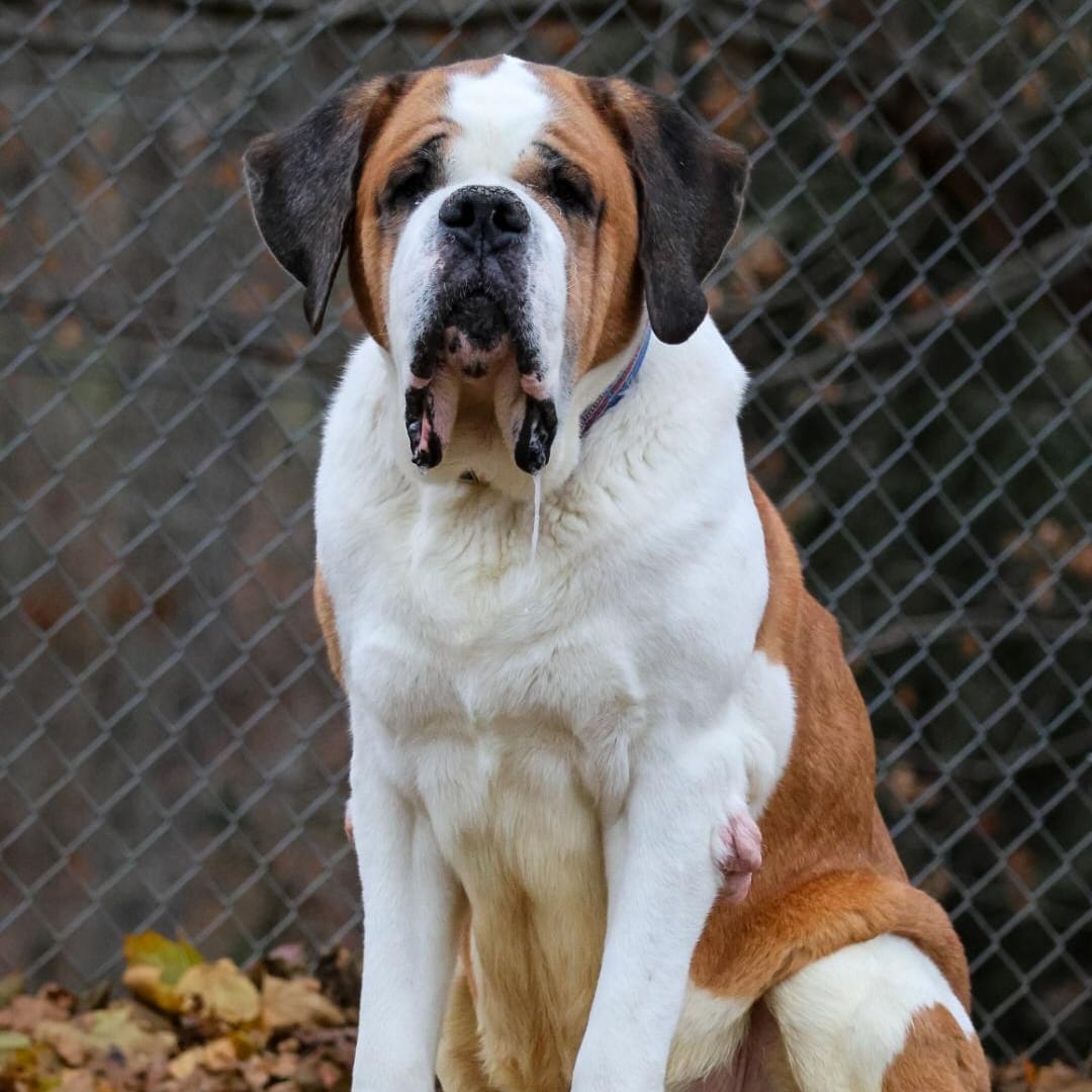 Adopt Beethoven Today - Pets TheCountyOffice