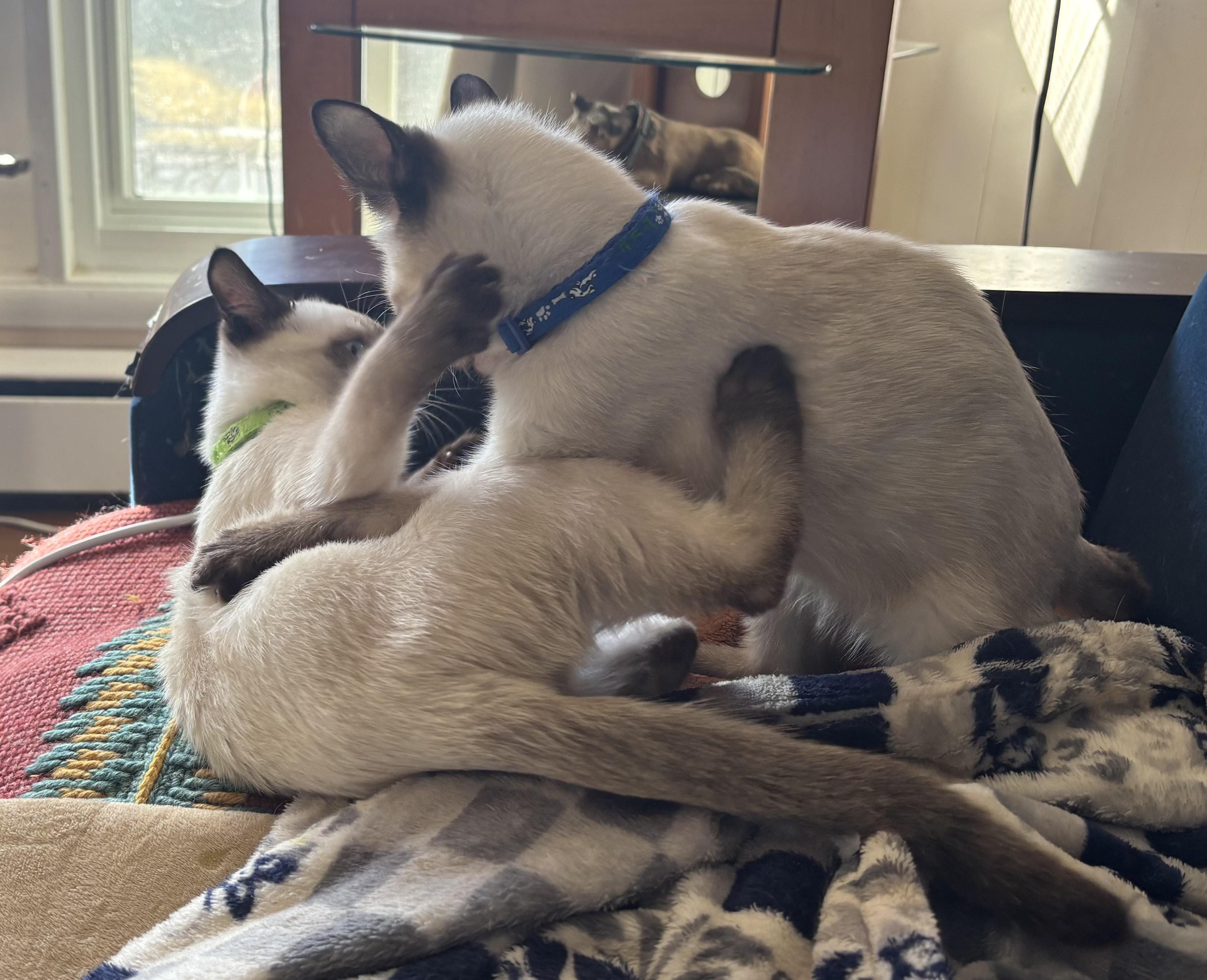Adopt Corn and Cake (Siamese kittens) Today - Pets TheCountyOffice