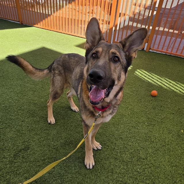 Adopt LUCAS Today - Find Paw Pal